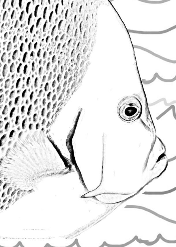 All Fish Faces Coloring Book – Tam Warner Minton