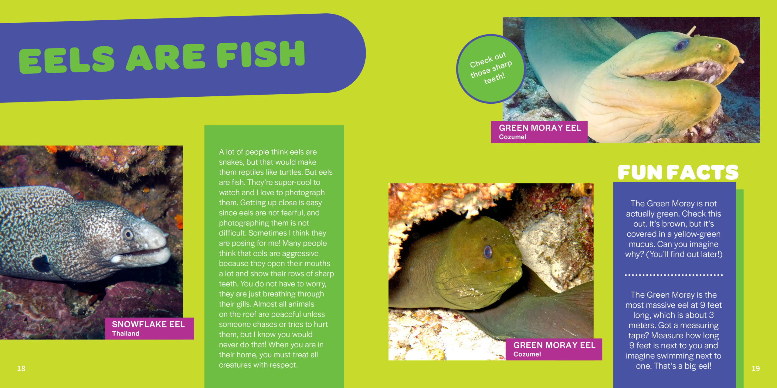 MORE FISH FACES, More Photos and Fun Facts about Tropical Reef Fish ...